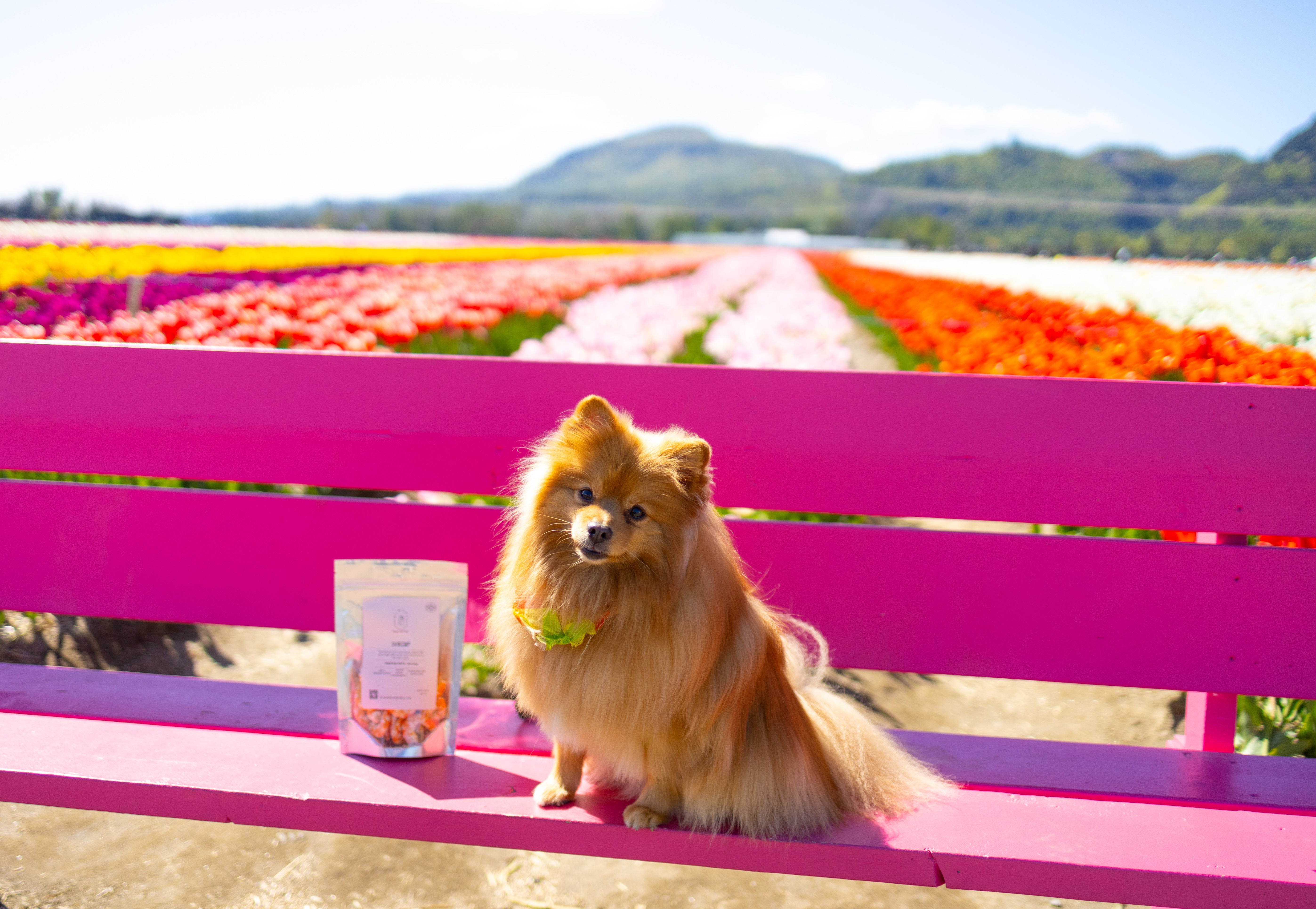 Freeze-dried treats for dogs – Kumaru & Co.